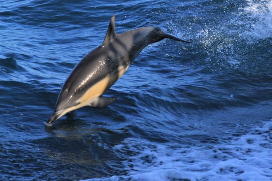 A Wilsons Promontory Cruise Has Sea Mammals and Rugged Scenery